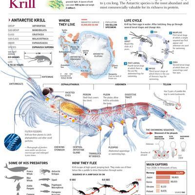 'krill.' Photographic Print | AllPosters.com