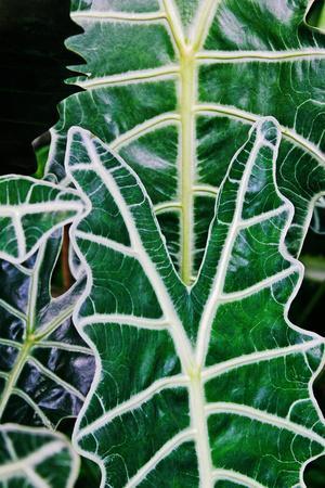 'Kris plant (Alocasia amazonica)' Photographic Print | AllPosters.com