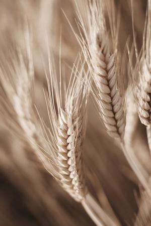 'Beige Wheat' Print - Krista Mosakowski | AllPosters.com