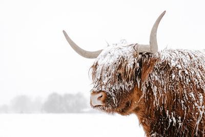 'Snow Covered Highland Cow' Giclee Print - Krista Mosakowski ...