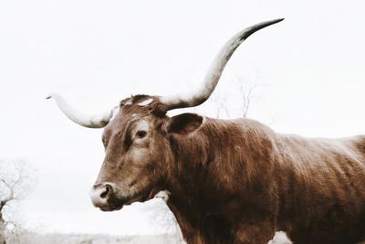 'Texas Longhorn Cow' Prints - Krista Mosakowski | AllPosters.com
