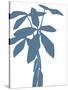 'Leaf Likeness - Money Plant' Stretched Canvas Print - Kristine Hegre ...