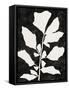 'Plant Portrayal - Fishtail Palm' Stretched Canvas Print - Kristine ...