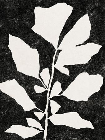 'Plant Portrayal - Fishtail Palm' Giclee Print - Kristine Hegre ...