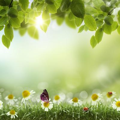 'Spring or Summer Season Abstract Nature Background with Grass and Blue ...