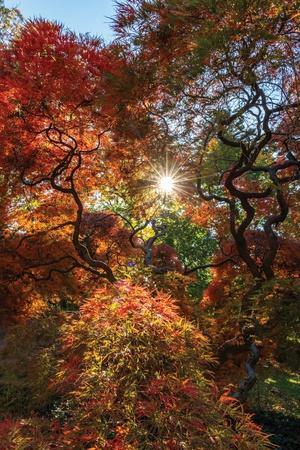 Amazing Autumn Japanese Maple Tree 5 Photo - Kurt Shaffer | AllPosters.com