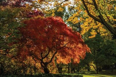 Amazing Autumn Japanese Maple Tree 6 Photo - Kurt Shaffer | AllPosters.com