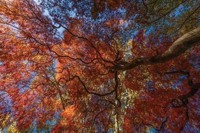 'Amazing Autumn Japanese Maple Tree 7' Photo - Kurt Shaffer ...