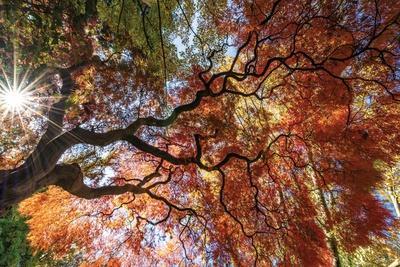 Amazing Autumn Japanese Maple tree 8 Photo - Kurt Shaffer | AllPosters.com