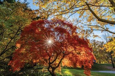 Amazing Autumn Japanese Maple tree 9 Photo - Kurt Shaffer | AllPosters.com