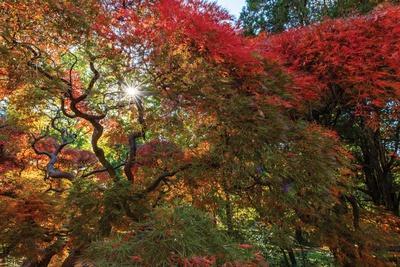 Amazing Autumn Japanese Maple Tree Photo - Kurt Shaffer | AllPosters.com