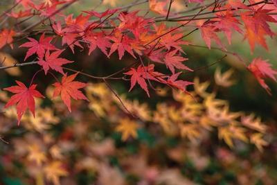 'Autumn Red And Yellow Japanese Maple Tree Leaves' Photo - Kurt Shaffer ...
