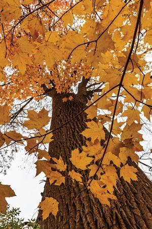 'Autumn's Golden Maple Tree' Photo - Kurt Shaffer | AllPosters.com