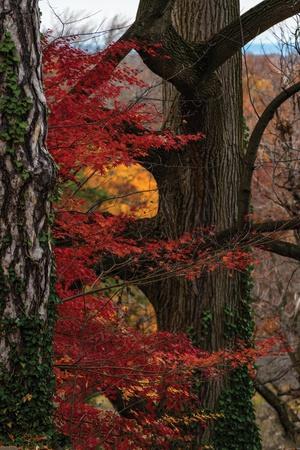 'Autumn Trees of Ohio' Photo - Kurt Shaffer | AllPosters.com