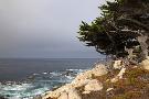'USA, California, Monterey. 17-Mile Drive Coast Near Ghost Tree ...