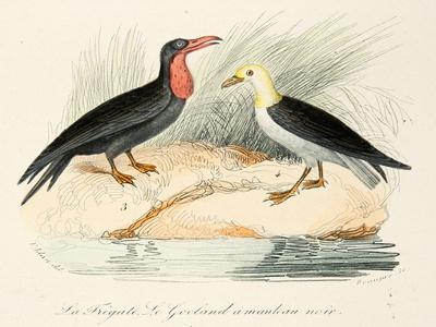 La Frégate Et Le Goëlan À Manteau Noir, 18Th Century (Engraving) Giclee ...