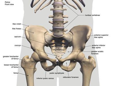 'Labeled 3D medical illustration of male pelvis, hip, and leg bones, on ...