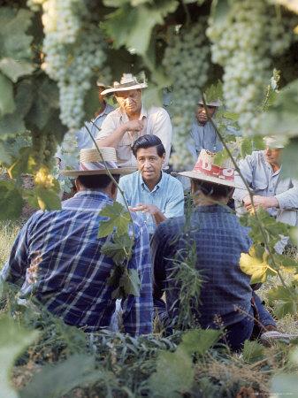 'Labor Activist Cesar Chavez Talking in Field with Grape Pickers of ...