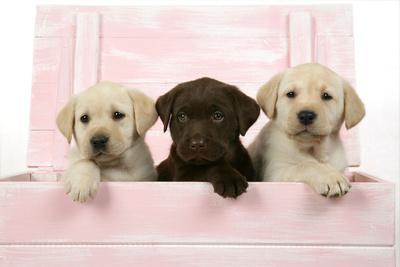 'Labrador Retriever Puppies in a Wooden Box' Photographic Print ...