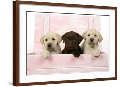 'Labrador Retriever Puppies in a Wooden Box' Photographic Print ...