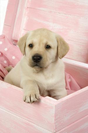 'Labrador Retriever Puppy in a Wooden Box' Photographic Print ...