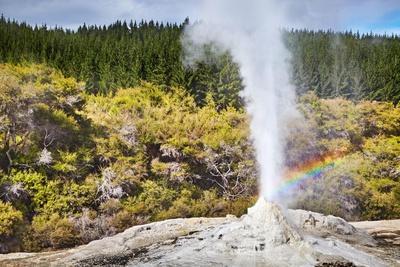 'Lady Knox Geyser eruption, Waiotapu, New Zealand' Photo | AllPosters.com