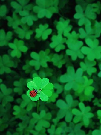 'Ladybug on Four Leaf Clover' Photographic Print - Bruce Burkhardt ...