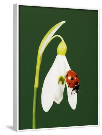 'Ladybug on Snowflake Flower' Photographic Print - Naturfoto Honal ...