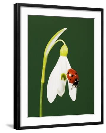 'Ladybug on Snowflake Flower' Photographic Print - Naturfoto Honal ...