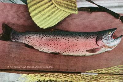 'Lake Tahoe, California - Caught Lake Tahoe 5 Pound Trout' Prints ...