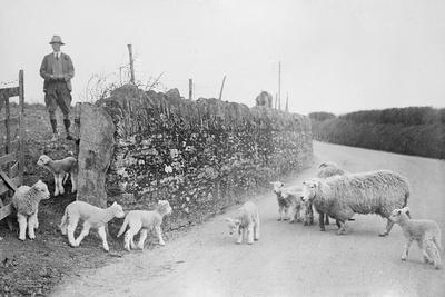 'Lambing Season' Photographic Print | AllPosters.com