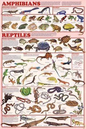 'Laminated Amphibians and Reptiles Educational Animal Chart Poster ...