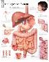 'Digestive System Educational Chart Poster' Print | AllPosters.com
