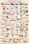 'Laminated Insect Identification Educational Science Chart Poster ...