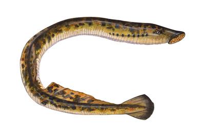 'Lamprey (Petromyzon Marinus), Fishes' Prints - Encyclopaedia ...