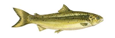 'Landlocked Salmon (Salmo Salar Sebago), Fishes' Posters ...