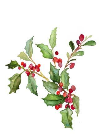 Holly Branches II - Lanie Loreth | AllPosters.com