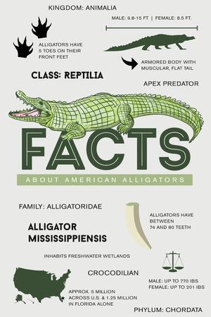 'Facts About American Alligators - Lantern Press Artwork' Prints ...