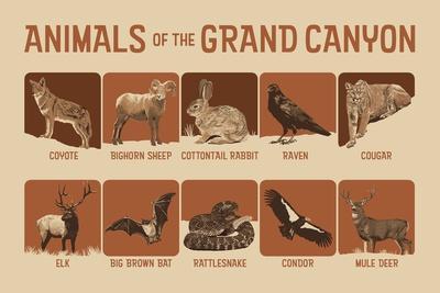 'Grand Canyon - Animals of the Grand Canyon - Lantern Press Artwork ...
