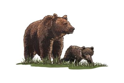 Grizzly Bear & Cub - Icon - Lantern Press Artwork - Lantern Press ...