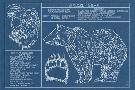 'Grizzly Bear - Technical Blueprint - Lantern Press Artwork' Posters ...