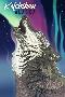 'Ketchikan, Alaska - Northern Lights - Wolf - Lantern Press Artwork ...
