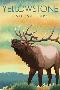 'Yellowstone National Park - Elk - Lithograph - Lantern Press Artwork ...