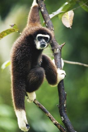 'Lar Gibbon' Poster - Lantern Press | AllPosters.com