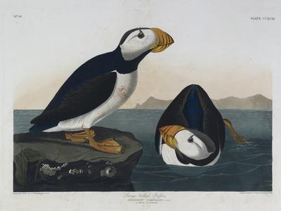 Large billed puffin Male and female Giclee Print | AllPosters.com