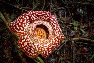 'Large flower of the parasitic plant Rafflesia pricei, Borneo ...