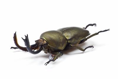 'Large Front Pinchers of Beetle in Lucanidae Family' Photographic Print ...