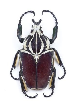 'Large Goliathus Goliathus Apicalis Beetle from Africa' Photographic ...