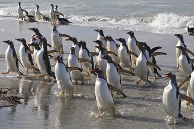 'Large Group of Gentoo Penguins (Pygoscelis Papua) Emerge from the Sea ...