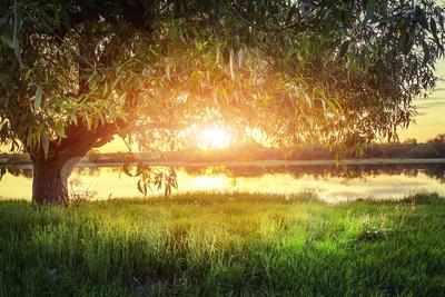 'Large Tree on River Shore at Sunset on Summer Evening. the Sun Shines ...